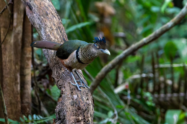 Foto jacu-estalo (Neomorphus geoffroyi) Por Ronaldo Francisco | Wiki ...
