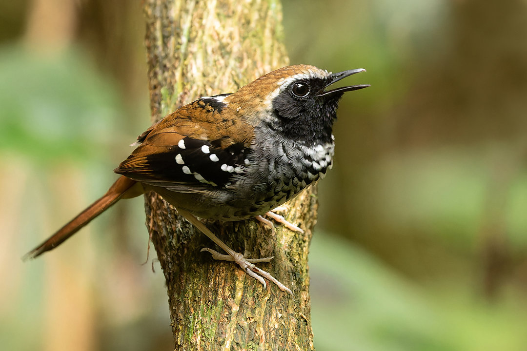 Foto papa-formiga-de-grota (Myrmoderus squamosus) Por Leonardo Casadei ...