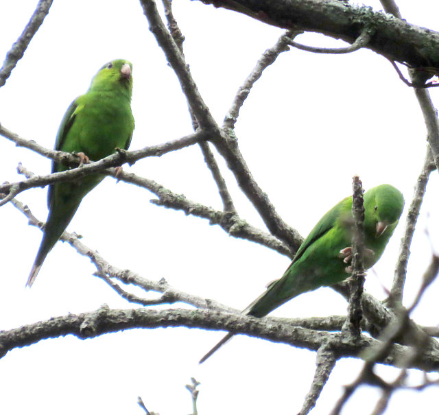 Foto periquito-rico (Brotogeris tirica) Por Alex ALAMelo | Wiki Aves ...
