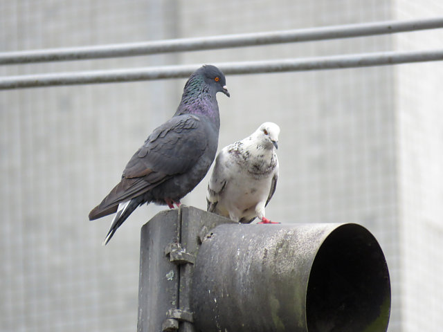 Foto pombo-doméstico (Columba livia) Por Alex ALAMelo | Wiki Aves - A ...