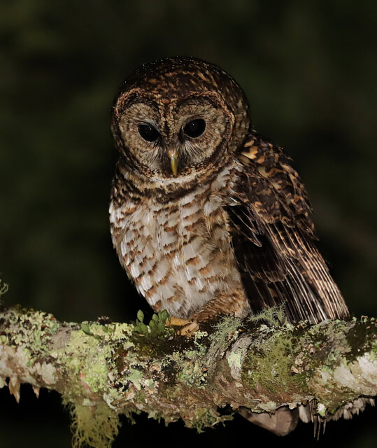Foto coruja-listrada (Strix hylophila) Por Marcelo Keiser | Wiki Aves ...