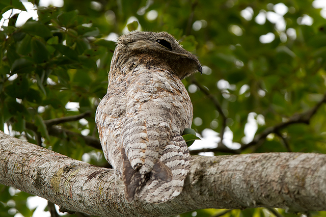 Foto urutau-grande (Nyctibius grandis) Por Justiniano Magnago | Wiki ...