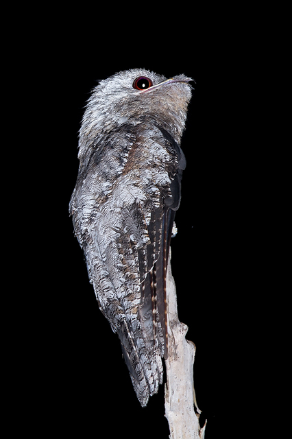 Foto urutau-grande (Nyctibius grandis) Por Justiniano Magnago | Wiki ...