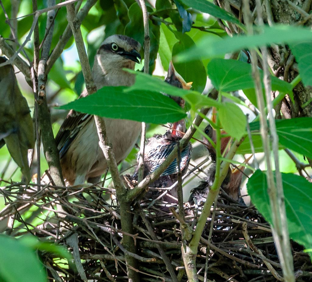 Foto sabiá-do-campo (Mimus saturninus) Por Ruy Cardoso de Almeida ...