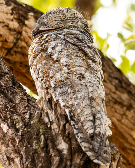 Foto urutau-grande (Nyctibius grandis) Por Rafael Mattos | Wiki Aves ...