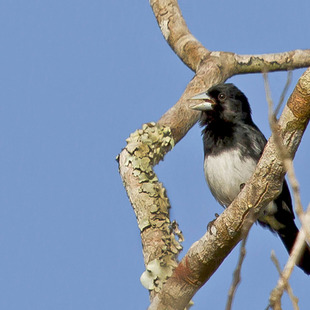 tiê-bicudo (Conothraupis mesoleuca) | WikiAves - A Enciclopédia das ...