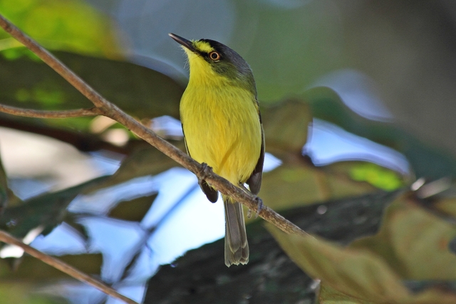 Foto teque-teque (Todirostrum poliocephalum) Por Fernando Farias | Wiki ...
