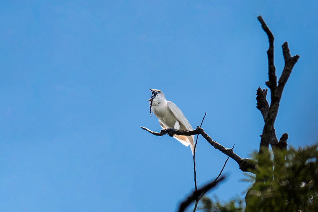 Foto araponga-da-amazônia (Procnias albus) Por Raimundo Carvalho | Wiki ...