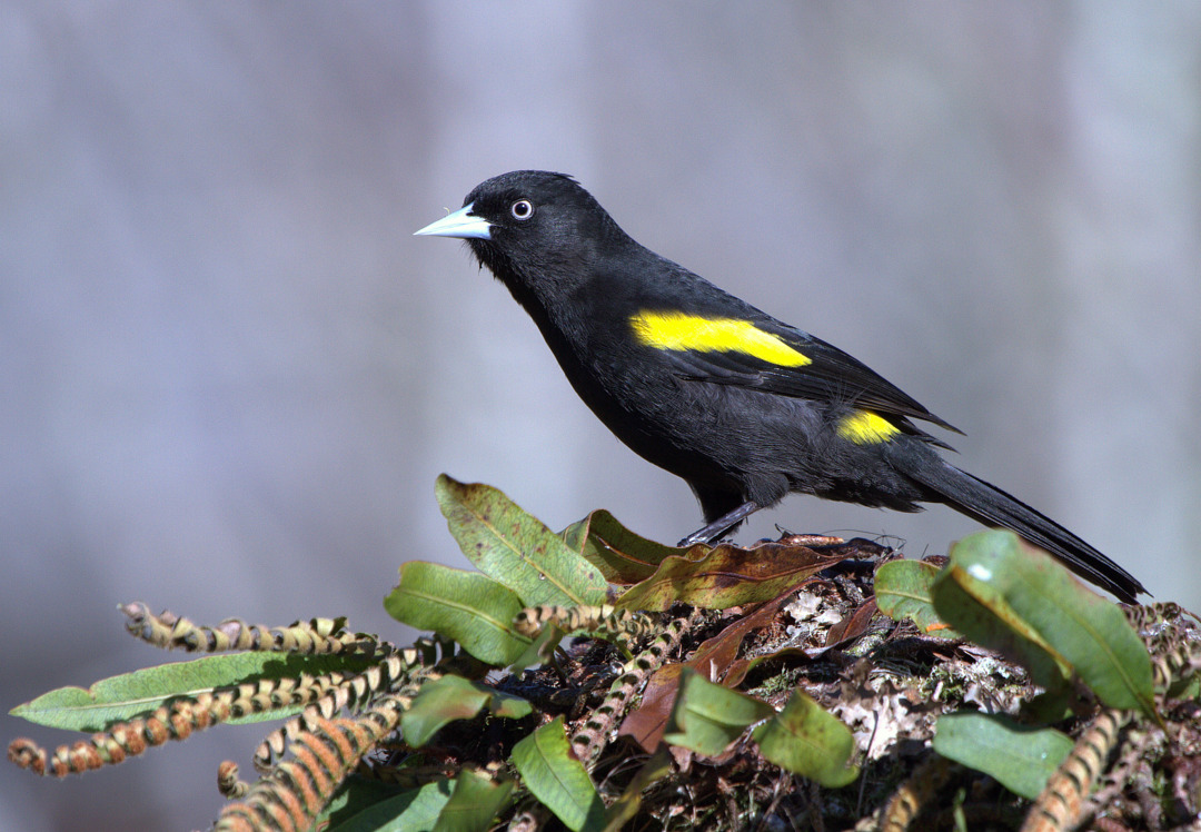 Foto tecelão (Cacicus chrysopterus) Por José Branco | Wiki Aves - A ...