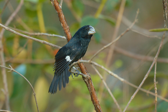 Foto bicudo (Sporophila maximiliani) Por Flávio Kulaif Ubaid | Wiki ...
