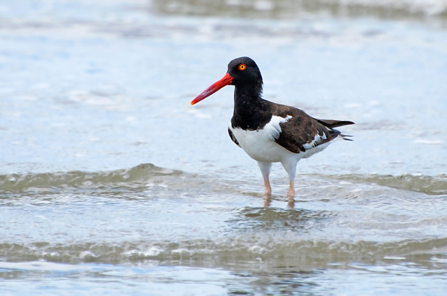 Foto piru-piru (Haematopus palliatus) Por Thiago Martins | Wiki Aves ...