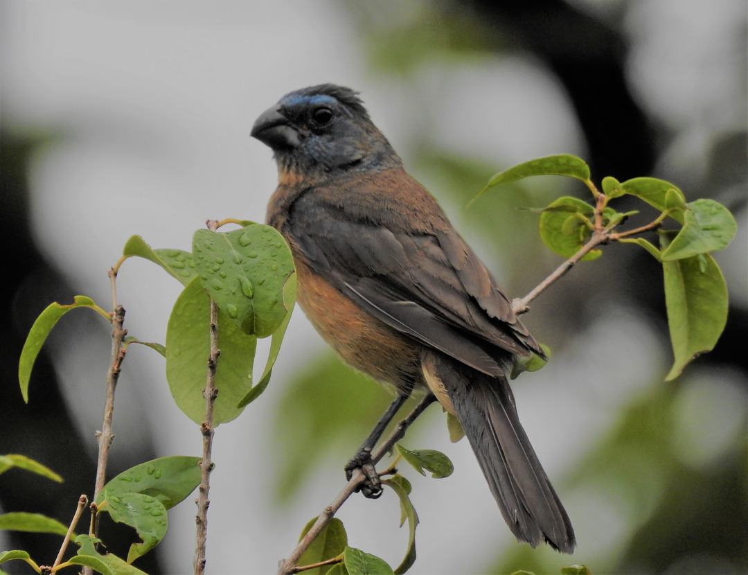 Foto azulinho (Cyanoloxia glaucocaerulea) Por Claudio Cesar | Wiki Aves ...