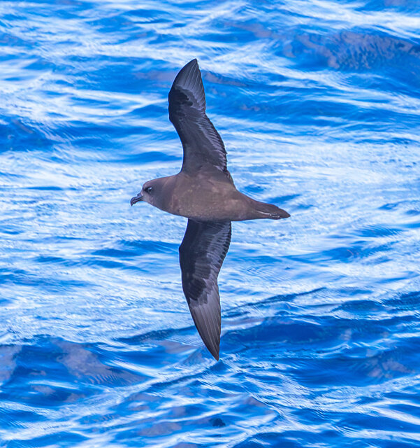 Foto fura-bucho-de-cara-cinza (Pterodroma macroptera) Por Mats Hildeman | Wiki Aves - A ...