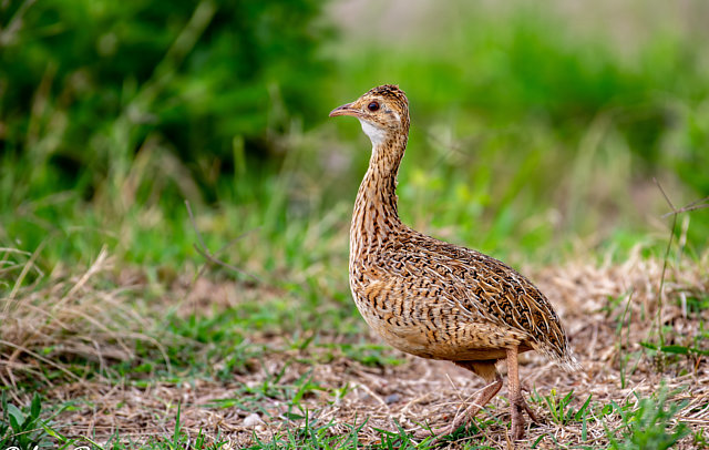Foto codorna-amarela (Nothura maculosa) Por Luiz S. Pires | Wiki Aves ...