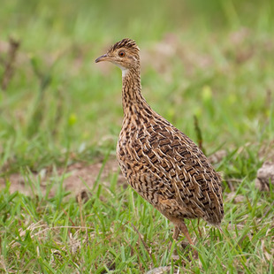 codorna-amarela (Nothura maculosa) | WikiAves - A Enciclopédia das Aves ...
