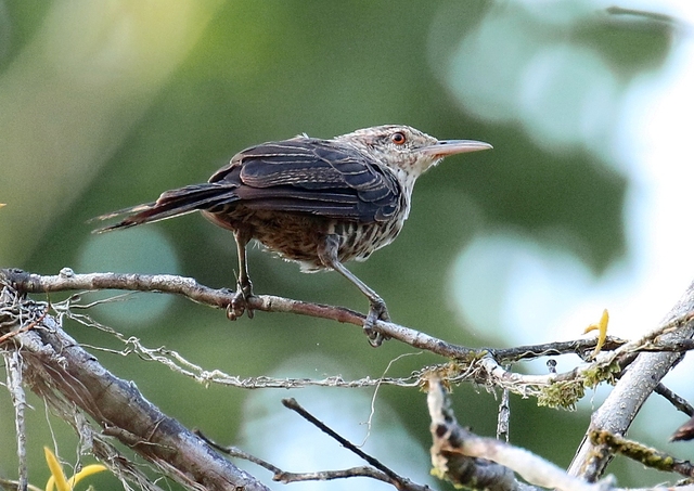 Foto catatau (Campylorhynchus turdinus) Por Paulo Buchabqui Rodrigues ...