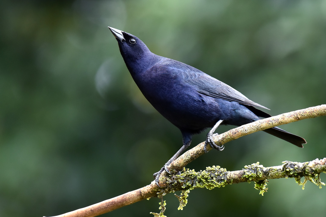 Foto chupim (Molothrus bonariensis) Por Rudimar Cipriani | Wiki Aves ...