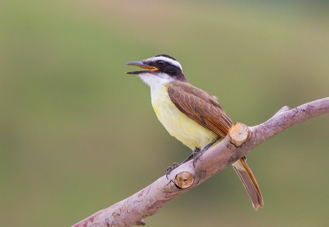 bem-te-vi (Pitangus sulphuratus) | WikiAves - A Enciclopédia das Aves ...
