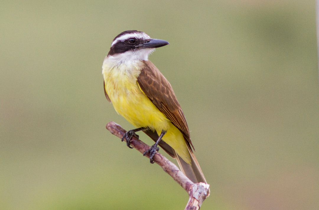 Foto bem-te-vi (Pitangus sulphuratus) Por Constantino Melo | Wiki Aves ...