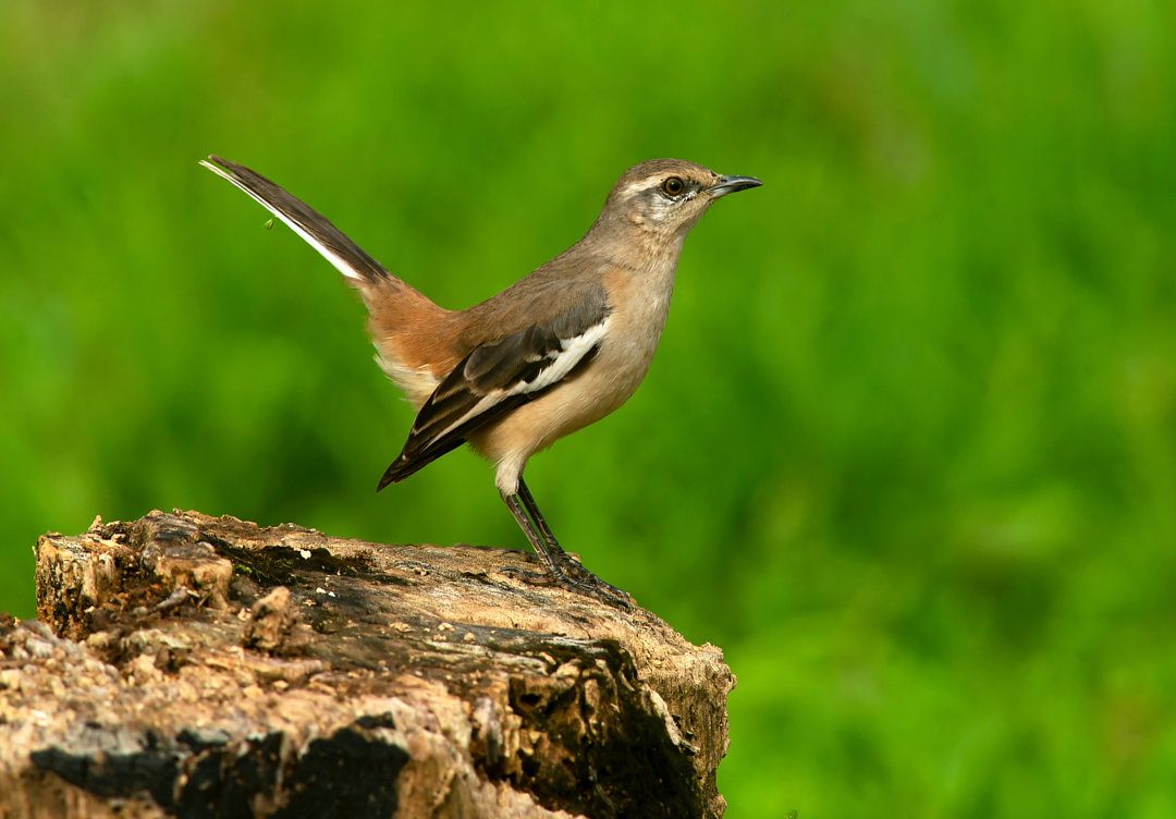 Foto calhandra-de-três-rabos (Mimus triurus) Por Gustavo R. Heisen ...