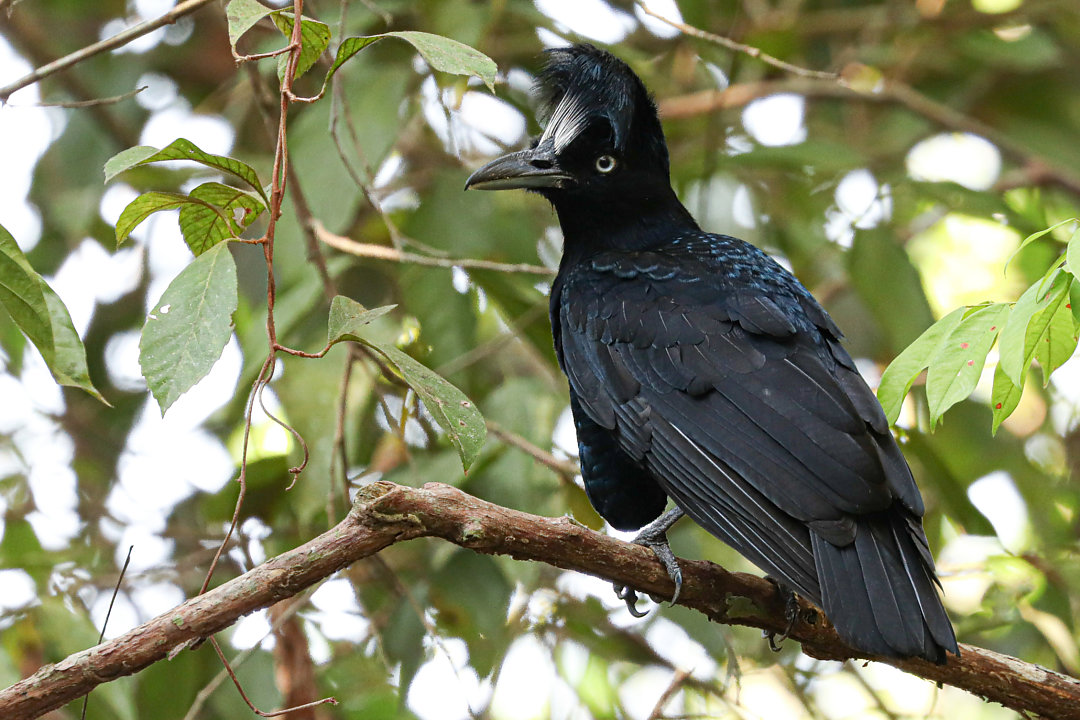 Foto anambé-preto (Cephalopterus ornatus) Por Joselito Rocha de Macedo ...