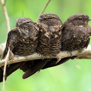 bacurau-de-cauda-barrada (Nyctiprogne leucopyga) | WikiAves - A ...