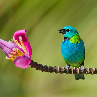 Passerida | WikiAves - A Enciclopédia das Aves do Brasil