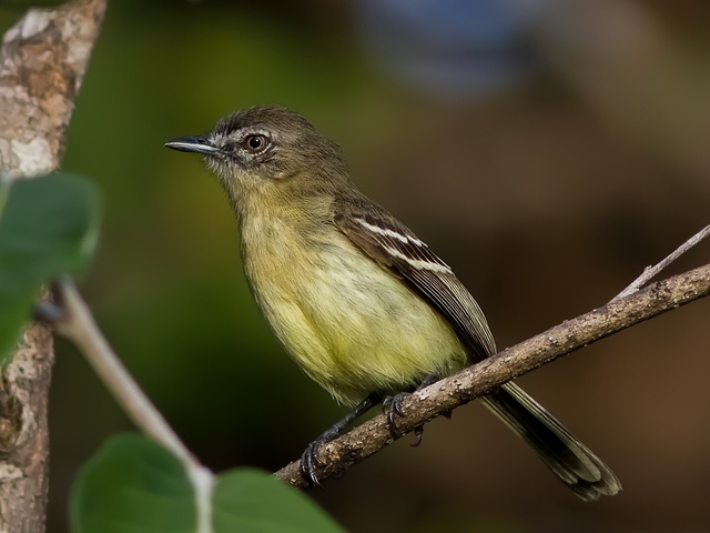 amarelinho-da-amazônia (Inezia caudata) | WikiAves - A Enciclopédia das ...
