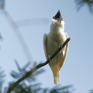 araponga-da-amazônia (Procnias albus) | WikiAves - A Enciclopédia das ...