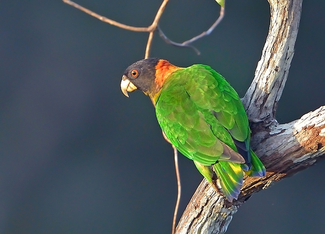 curica-de-chapéu-preto (Pyrilia caica) | WikiAves - A Enciclopédia das ...