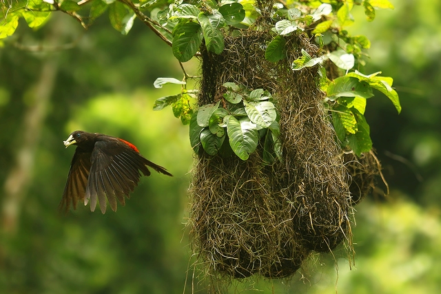 guaxe (Cacicus haemorrhous) | WikiAves - A Enciclopédia das Aves do Brasil