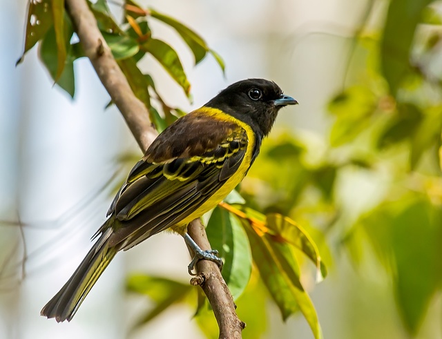 corocoxó (Carpornis cucullata) | WikiAves - A Enciclopédia das Aves do ...