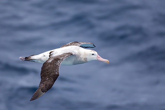 Foto albatroz-errante (Diomedea exulans) Por Celso B Almeida | Wiki ...