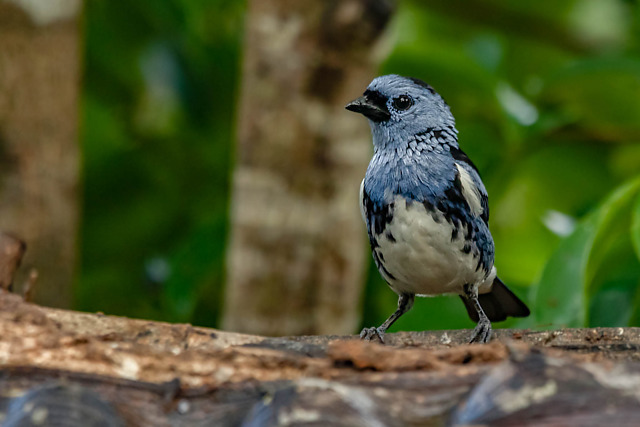 Foto cambada-de-chaves (Tangara brasiliensis) Por Tânia Mara de Camargo ...