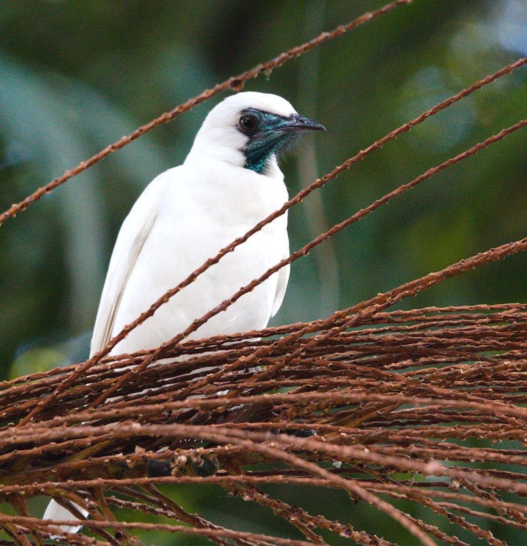 Foto araponga (Procnias nudicollis) Por Karen Asano | Wiki Aves - A ...