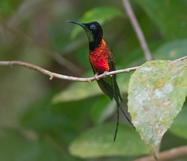 Foto topázio-de-fogo (Topaza pyra) Por Aninha Delboni | Wiki Aves - A ...