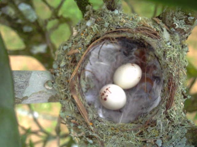 Foto tuque (Elaenia mesoleuca) Por José Guilherme da Silva | Wiki Aves ...