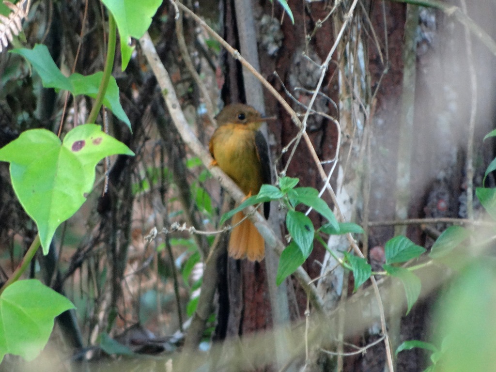 Foto maria-leque-do-sudeste (Onychorhynchus swainsoni) Por Luciano ...