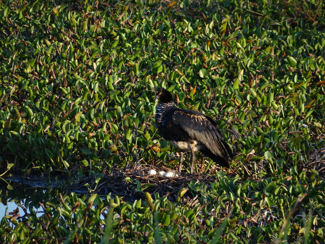 Foto anhuma (Anhima cornuta) Por Cristiano C. Luz | Wiki Aves - A ...