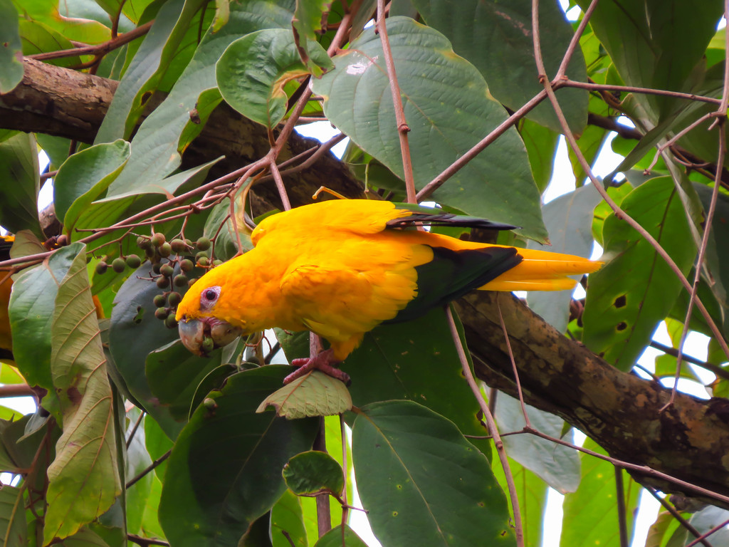 Foto ararajuba (Guaruba guarouba) Por Thiago Silveira | Wiki Aves - A ...