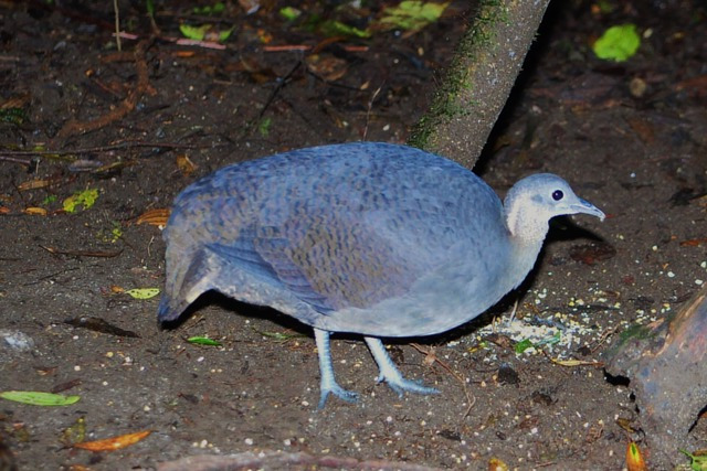 Foto macuco (Tinamus solitarius) Por Maicon Molina (Guia) | Wiki Aves ...