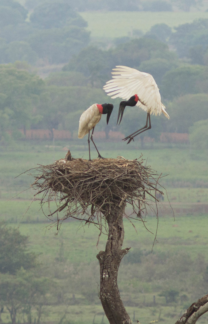 Foto tuiuiú (Jabiru mycteria) Por Paulo Couto | Wiki Aves - A ...
