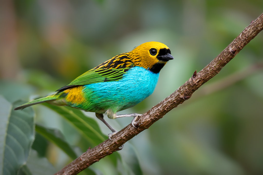 Foto saíra-douradinha (Tangara cyanoventris) Por Frederico Swarofsky ...