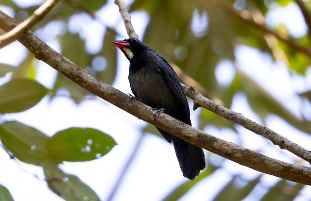 Foto bico-encarnado (Saltator grossus) Por Roberval Costa | Wiki Aves ...