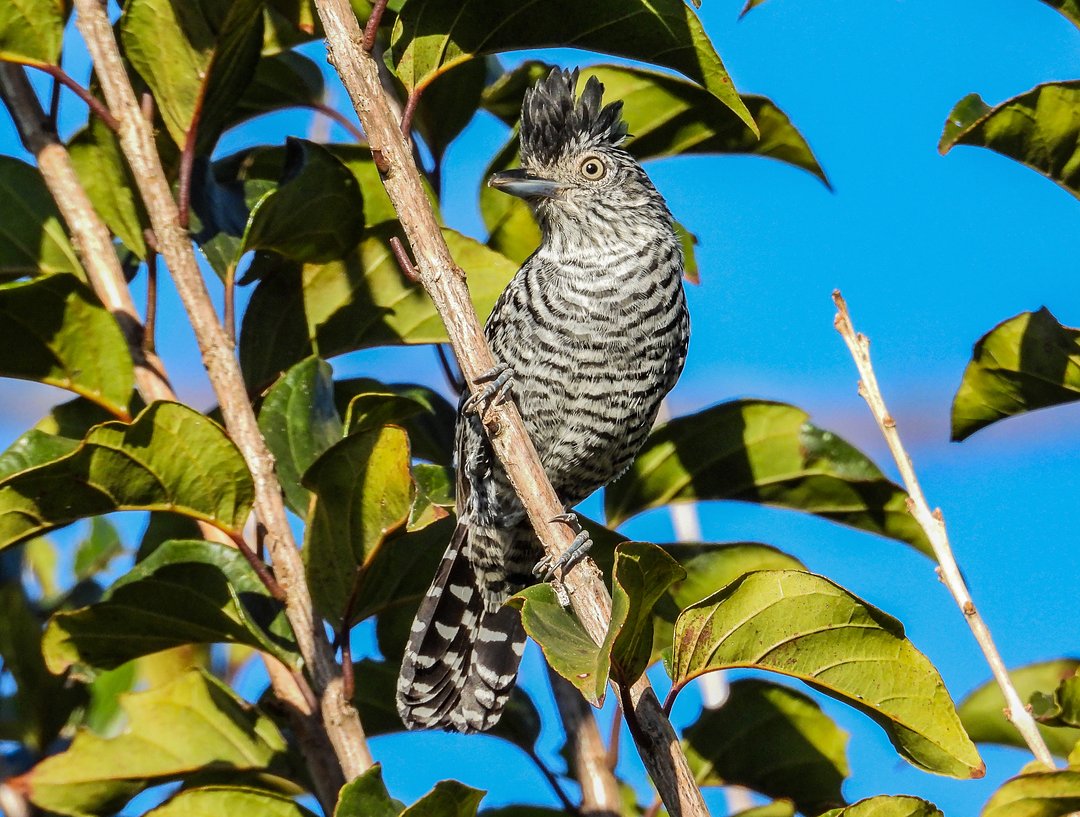 Foto choca-barrada (Thamnophilus doliatus) Por Geovane Andrade | Wiki ...
