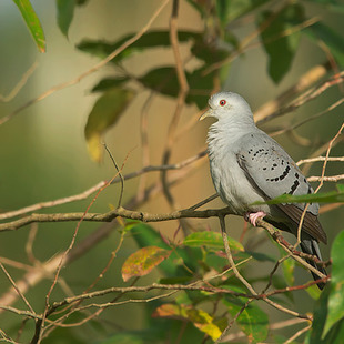 pararu-azul (Claravis pretiosa) | WikiAves - A Enciclopédia das Aves do ...