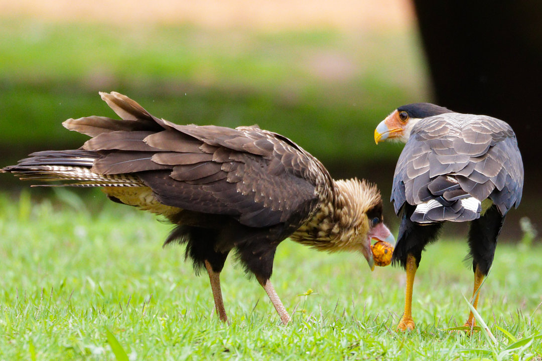 Foto carcará (Caracara plancus) Por Kátia C. Oliveira | Wiki Aves - A ...