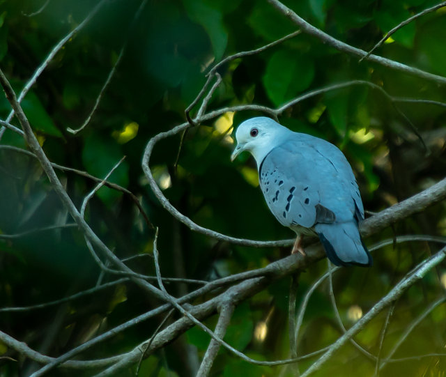 Foto pararu-azul (Claravis pretiosa) Por Mauricio Neves Godoi | Wiki ...