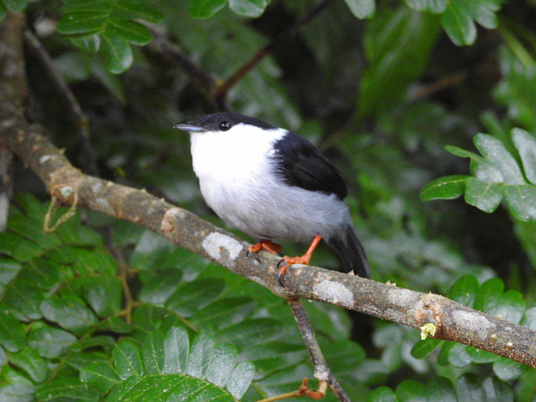 Foto rendeira (Manacus manacus) Por Weberth Oliveira | Wiki Aves - A ...