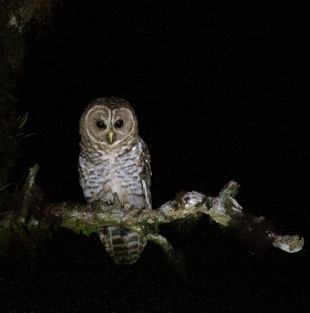 Foto coruja-listrada (Strix hylophila) Por Rogerio Knebel | Wiki Aves ...